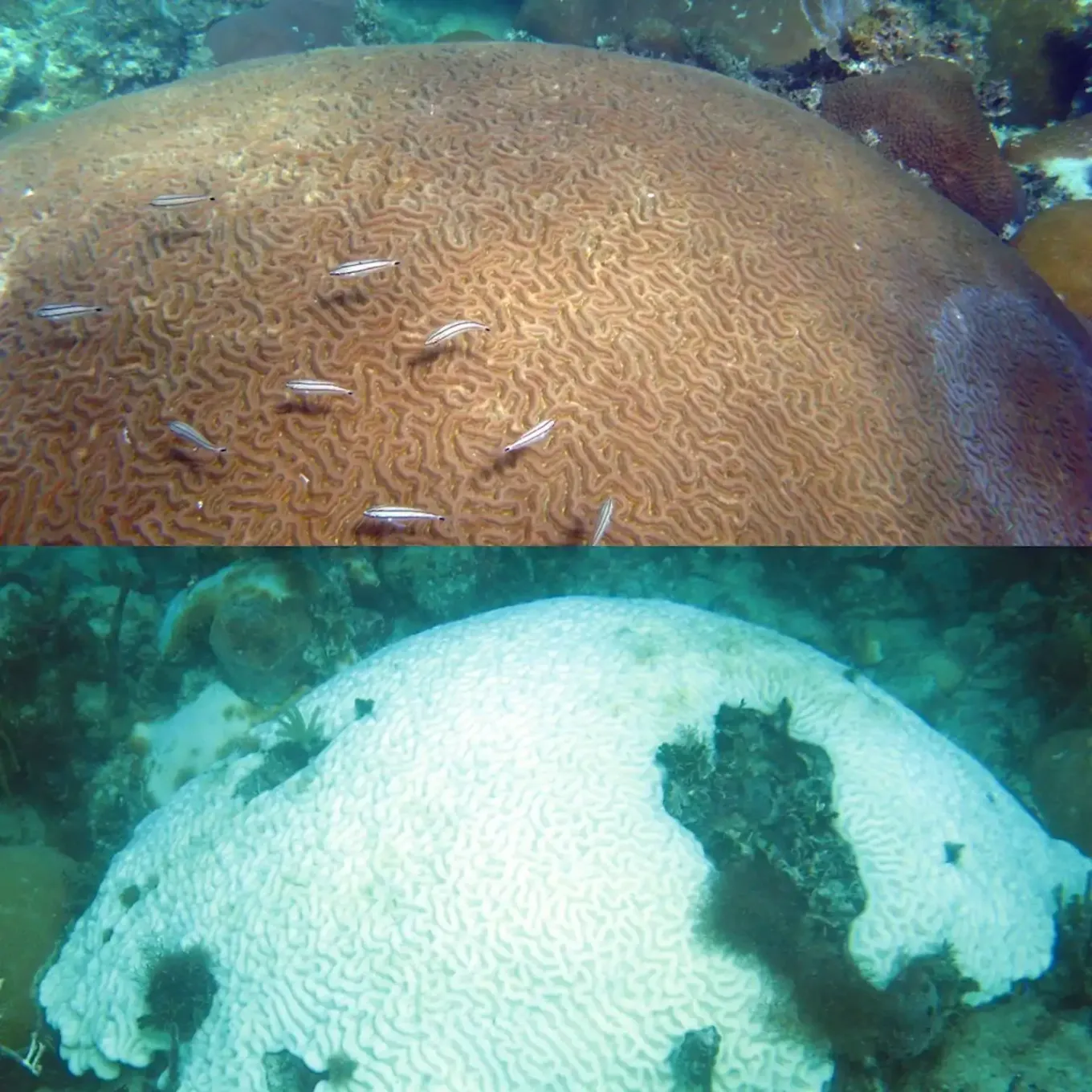 Trying to Rescue Florida’s Coral Reef From Devastating Ocean Heat – THE ...