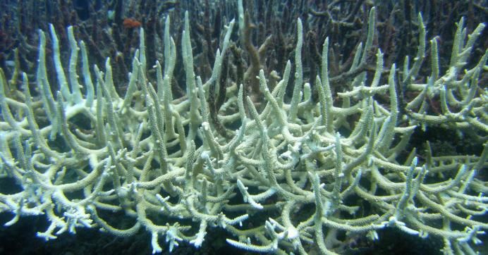 'Beyond Comprehension': In Just Two Years, Half of All Corals in ...
