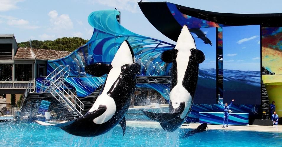 SeaWorld to End Orca Shows—But Not Captivity of 'Incredible Creatures ...