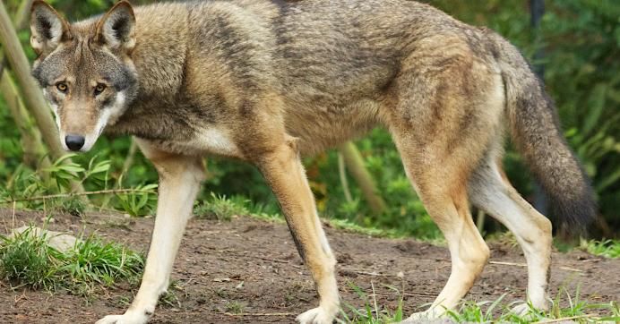 As GOP Pushes Overhaul, Conservationists Mobilize to Save 'Endangered ...