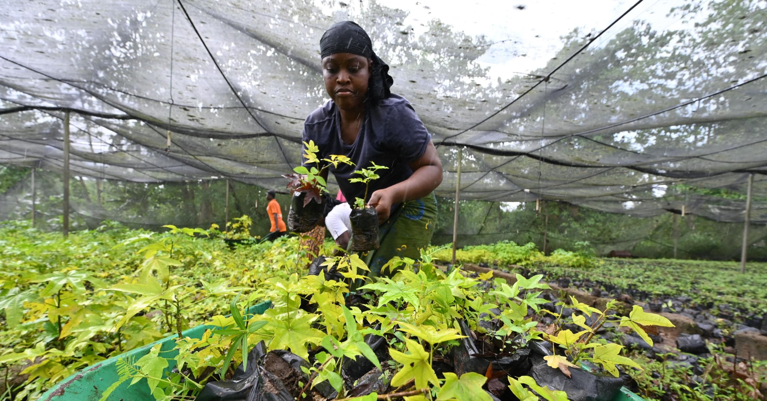 'A Wake-Up Call': Study Finds Extinction Risk for 30% of Tree Species