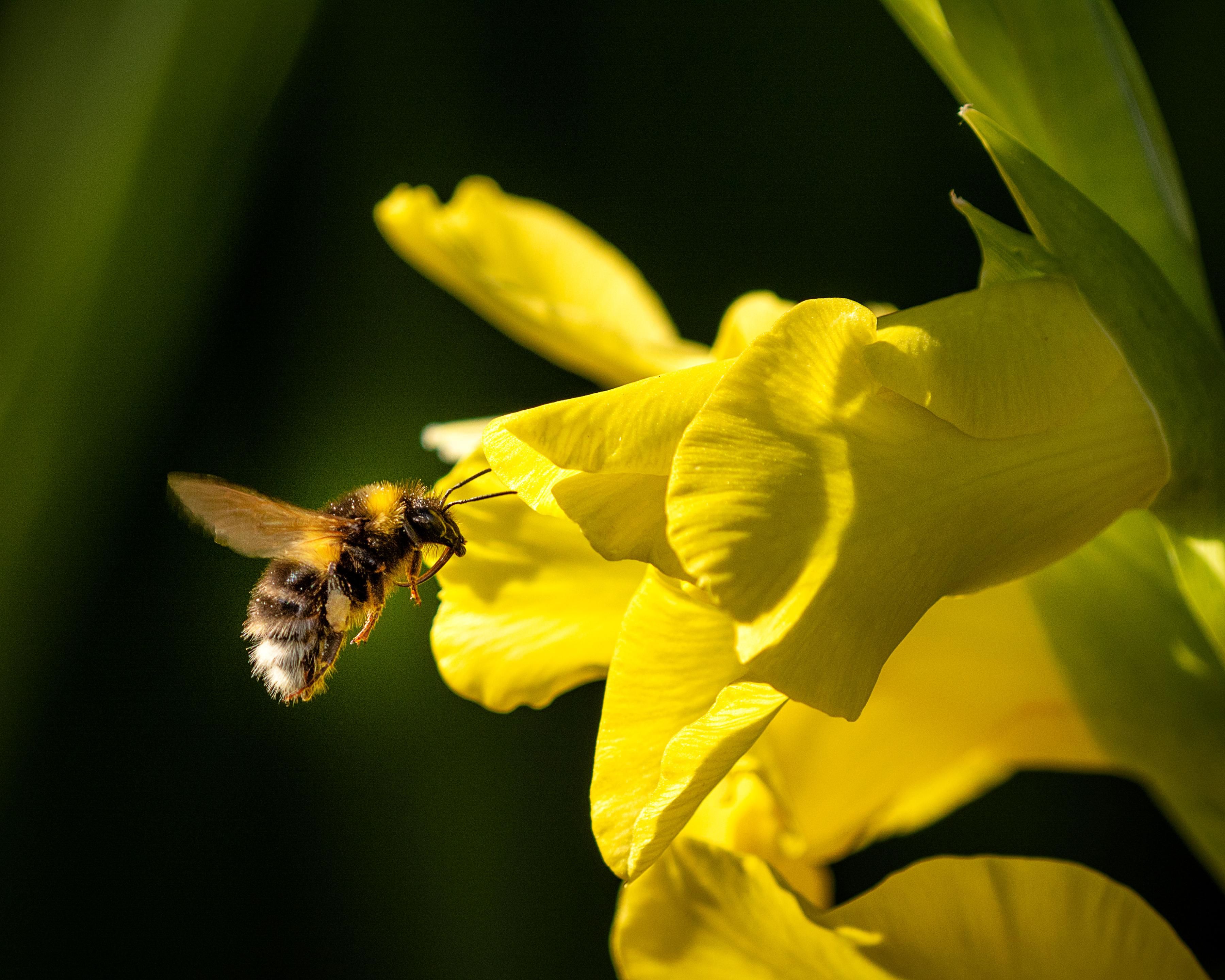 UK Survey Finds 'Terrifying' 60% Plunge in Flying Insect Population