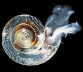 Ocean Acidification Dissolving Shells of Key Marine Creature
