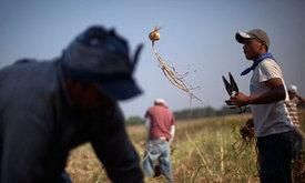 Undocumented Workers' Grim Reality: Speak Out on Abuse and Risk Deportation