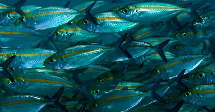 As World's Oceans Warm, Hundreds of Fish Species Forced to Swim for ...