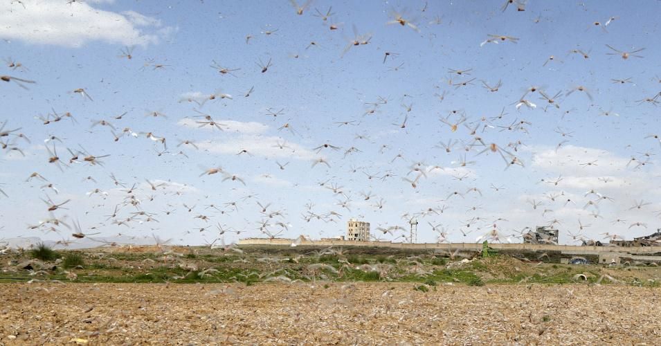 UN Warns New Wave of Locust Swarms Threatens Food Security of Millions ...