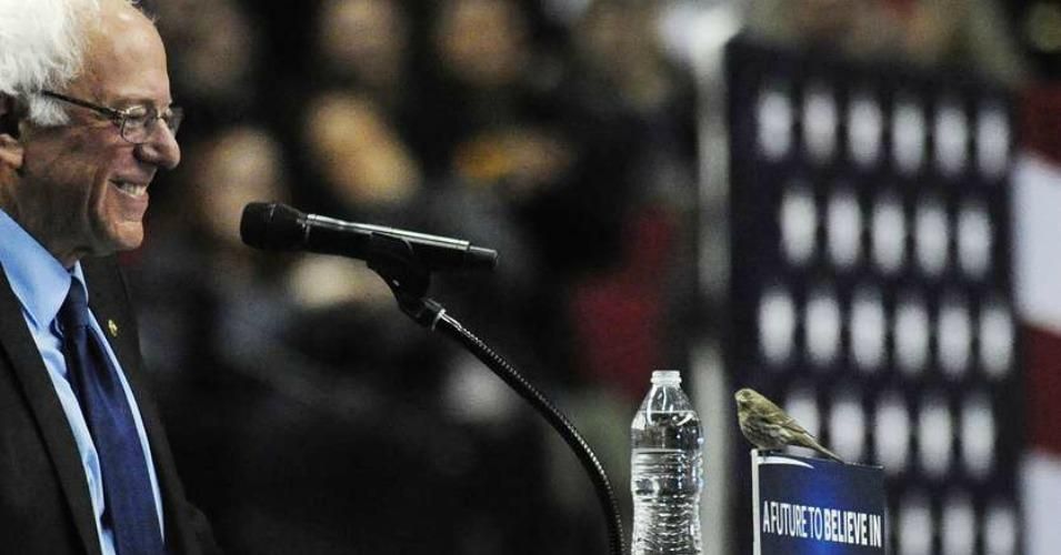 This One Bird for Sanders: World Peace, Political Revolution, and the ...