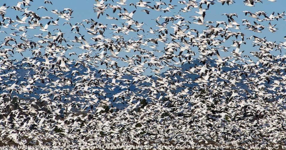Open Pit Mine in Montana Kills Thousands of Migrating Snow Geese