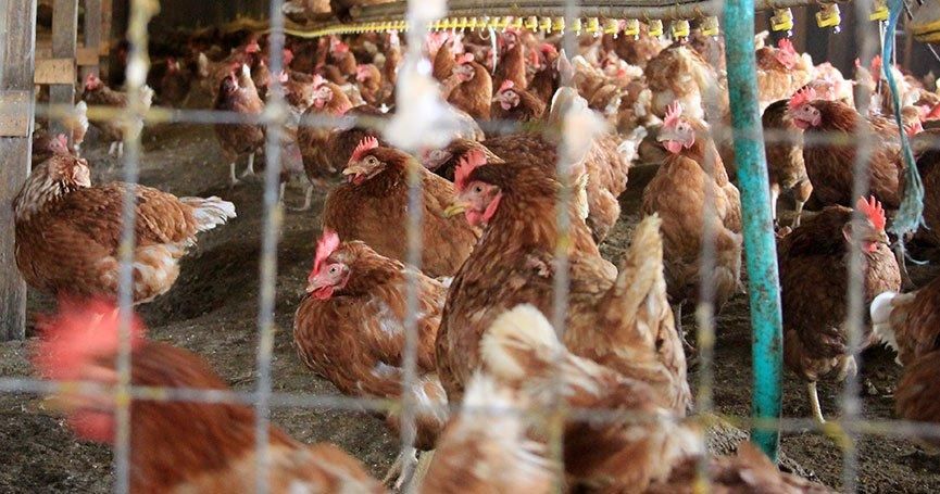 Opinion | A Food Revolution: The Climate Case for a Factory Farm Ban ...