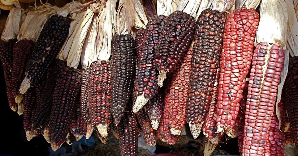 Opinion | Four Ways Mexico’s Indigenous Farmers Are Practicing the ...