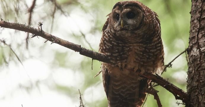 Opinion | Endangered Species | Christopher Brauchli