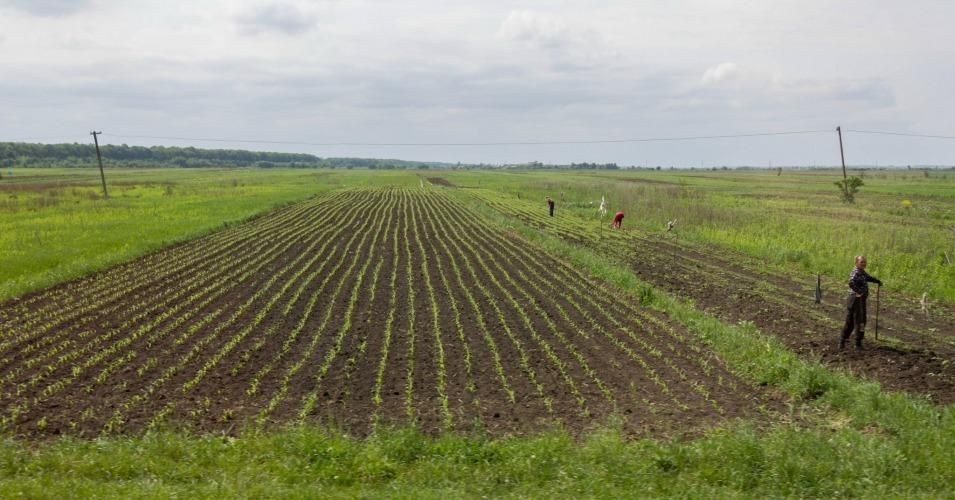 Opinion | The Corporate Takeover of Ukrainian Agriculture | Frederic ...