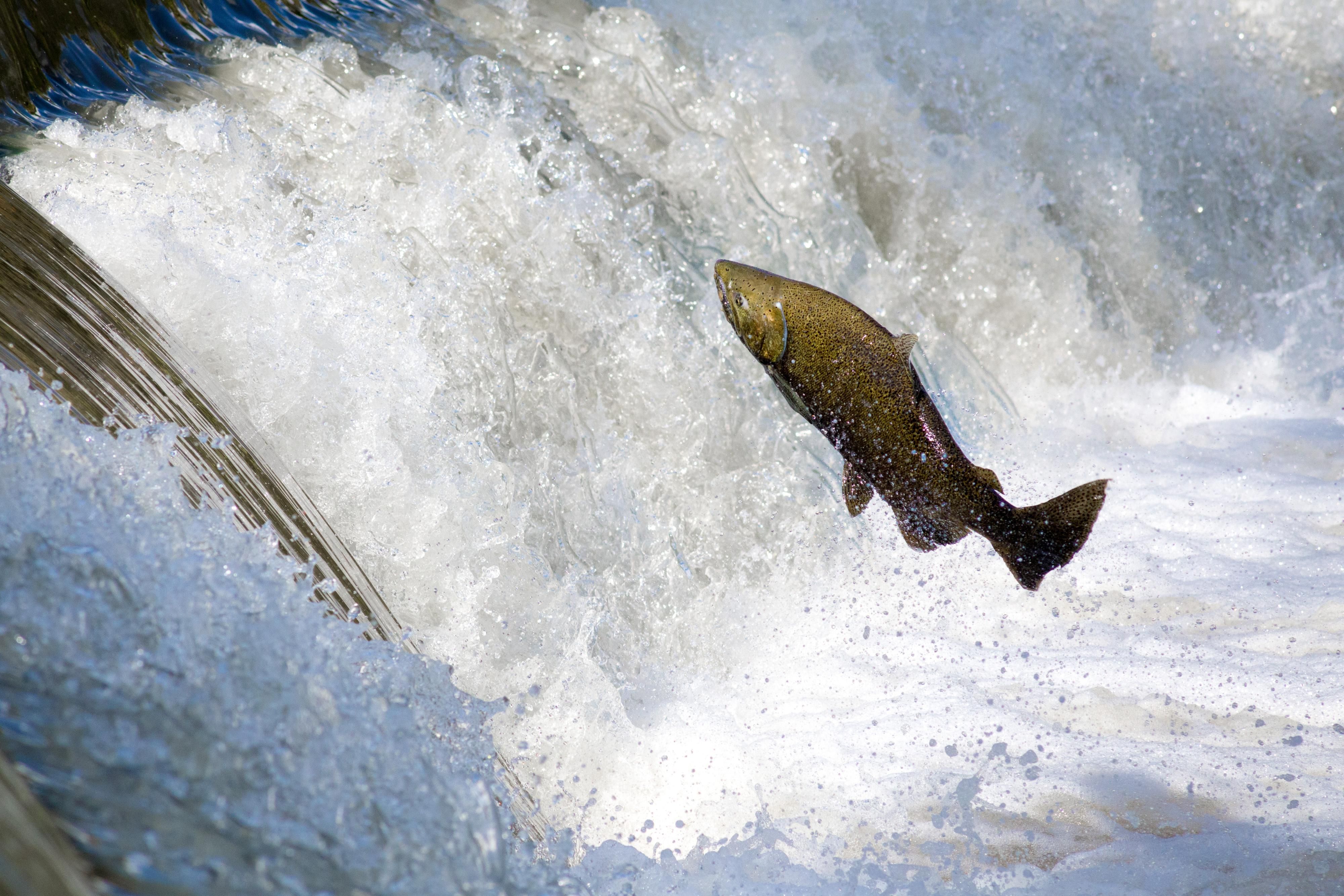 'Like It Never Happened': Federal Judge Tosses Trump Attack on Clean ...