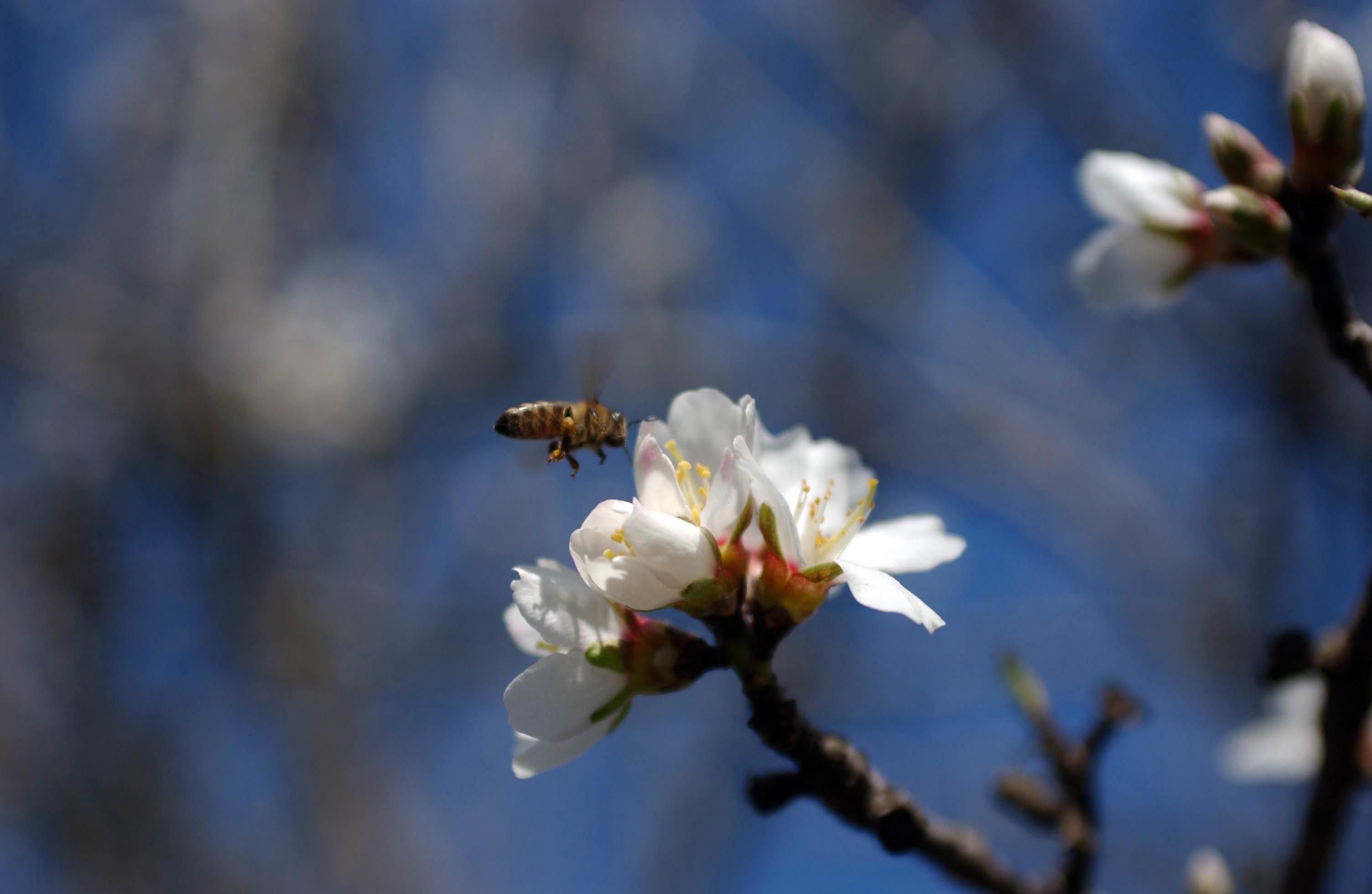 'Incredibly Important' Victory for Nation's Honey Bees by California ...