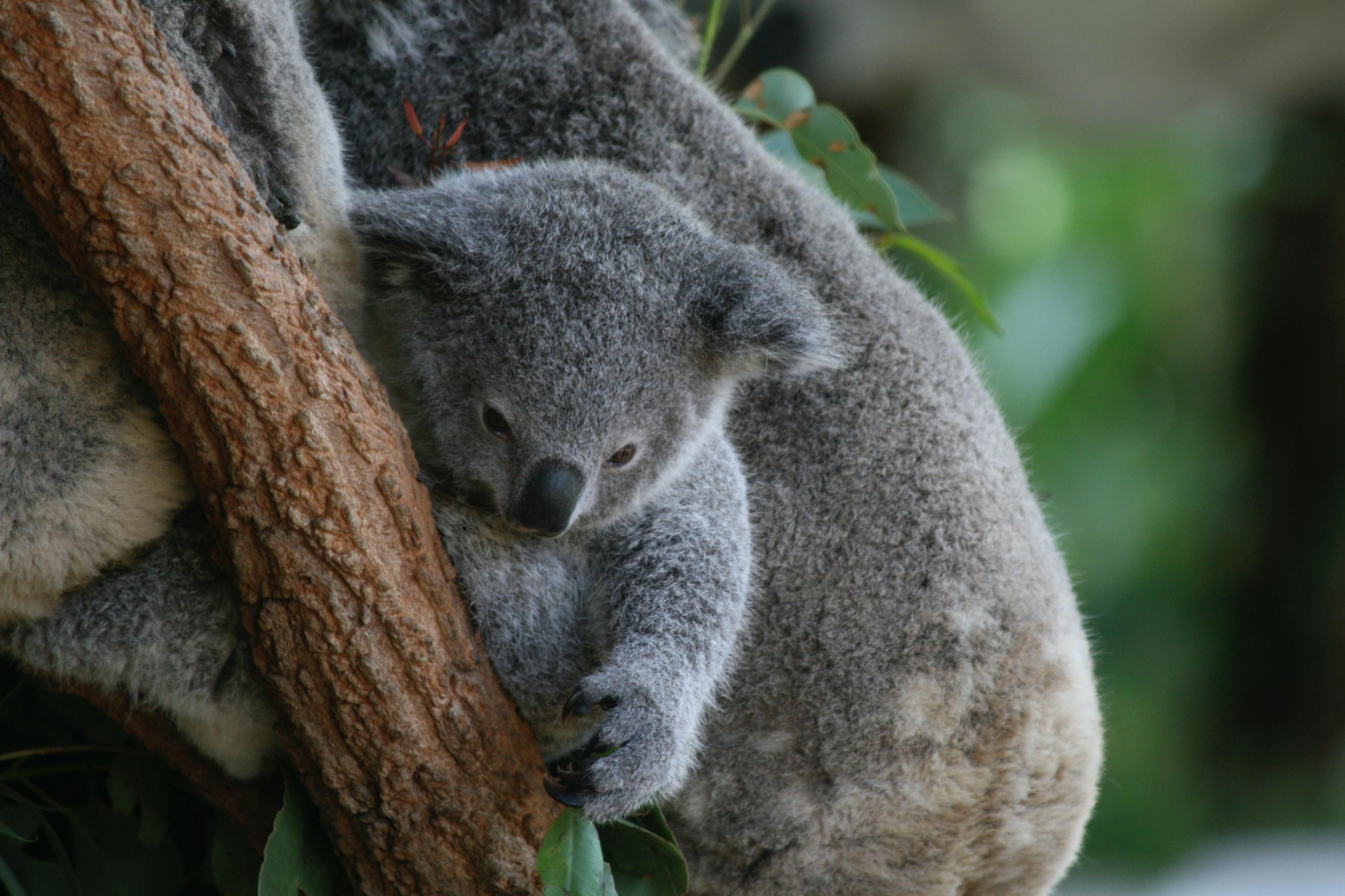 'A Wake-Up Call to Act Now': Koalas Declared Endangered in Eastern ...