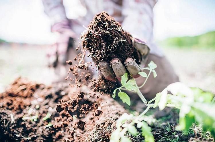 Opinion | How the World's Most Fertile Soil Can Help Reverse Climate Change