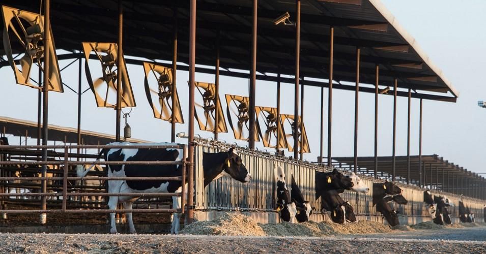 Latest Agriculture Emissions Data Show Rise of Factory Farms