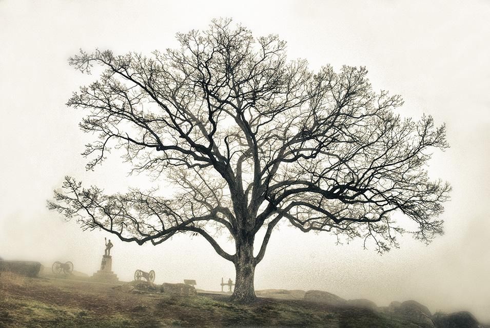 Opinion | The War Tree